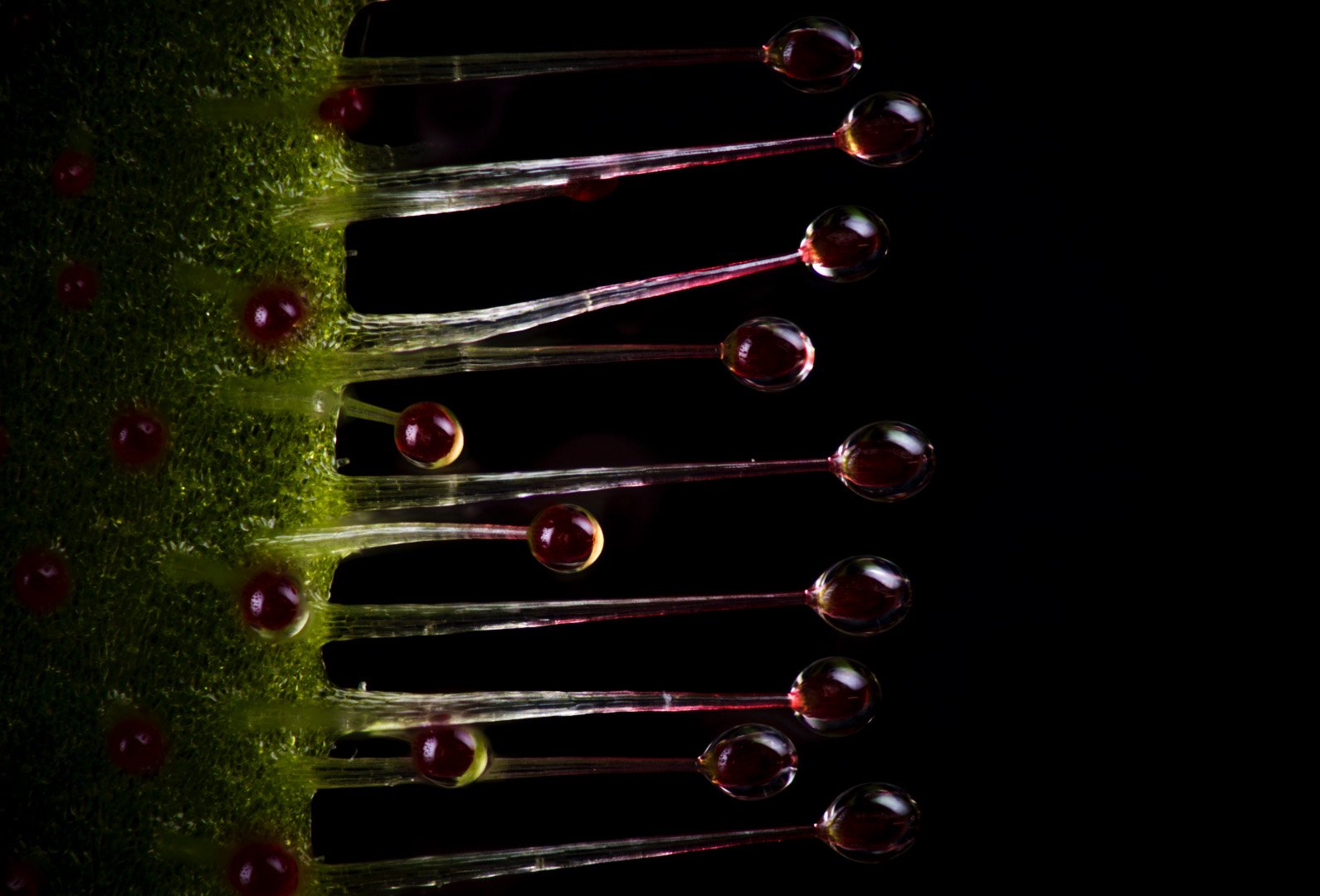 Using the WeMacro Rail to photograph the Sundew, an insectivorous plant ...